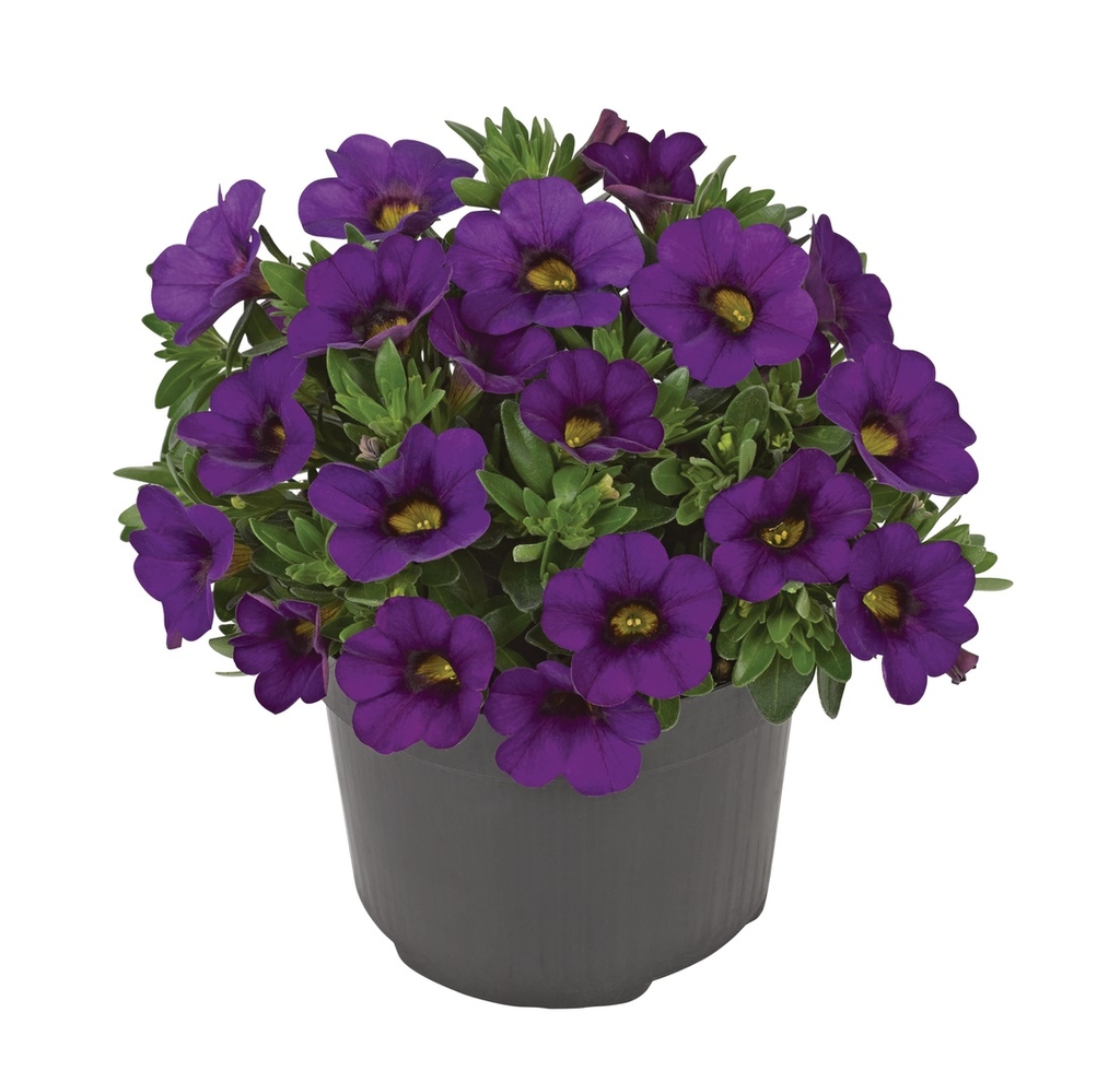 Calibrachoa Conga - Dobay Kertészet